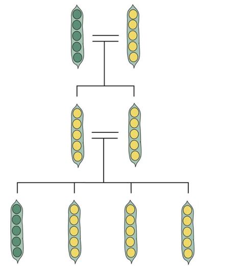 Genetics 2 Diagram Quizlet
