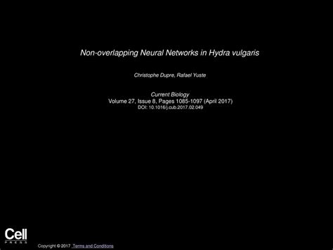 non overlapping neural networks in hydra vulgaris ppt download