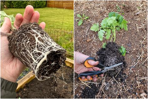 5 Quick Tips For Cucumber Planting Success