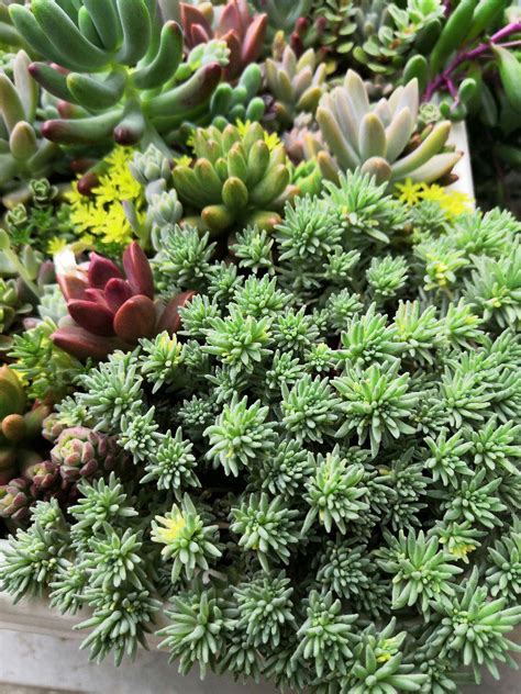 多肉植物 セダム 斑入りパリダム 50カット By メルカリ