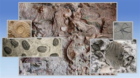 Fossil Record Evidence For Evolution