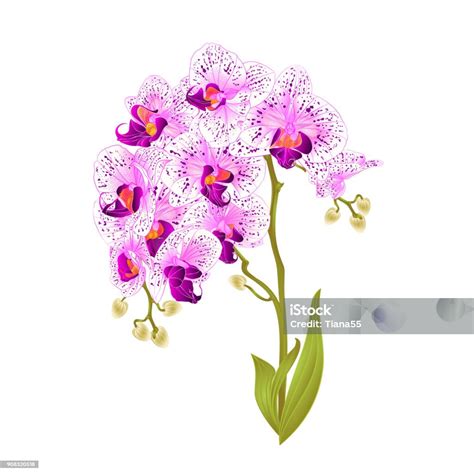 분기 난초 Phalaenopsis 보라색과 흰색 꽃과 잎 열 대 식물 줄기와 편집 디자인에 대 한 흰색 배경 빈티지 벡터 식물 그림에 새싹 0명에 대한 스톡 벡터 아트 및