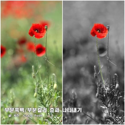 포토샵강좌 포토샵으로 부분흑백부분컬러 효과 나타내기포인트를 살리자 네이버 블로그