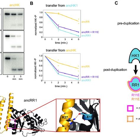Identification Of A Mutation That Enhances Envz Ompr Interactions Download Scientific Diagram