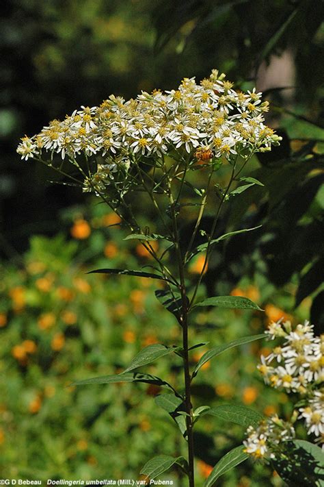 Flat Topped Aster Doellingeria Umbellata Mill Nees Var Pubens
