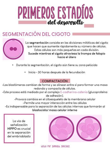 Primeros Estadios del Desarrollo Resúmenes de medicina Apuntes de medicina uDocz