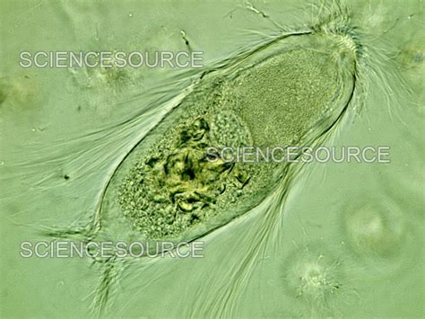 Trichonympha Sob Microscopio