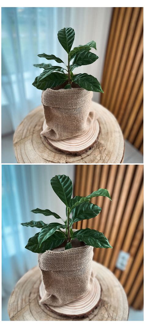 커피마대 커피나무화분 감도 깊은 취향 셀렉트샵 29cm
