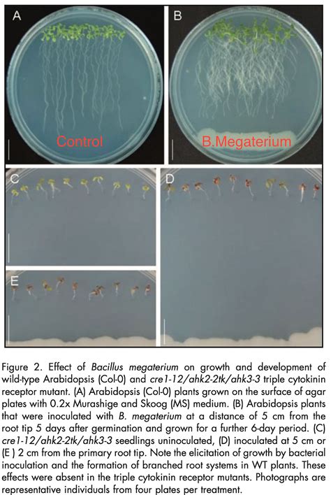 Bacillus Megaterium Industrial Agricultural And Environmental