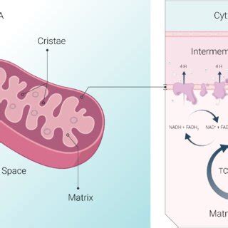 Schematic Representation Of The Structure Of A Mitochondrion And Select Download Scientific
