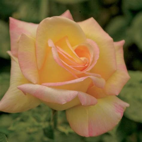 Peace Rose Plant Addicts