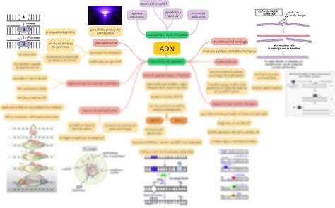 SOLUTION 8 Mecanismos De Reparaci N Del Adn Studypool