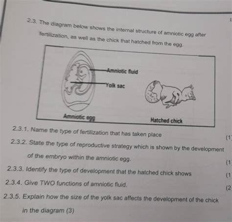 Solved The Diagram Below Shows The Internal Structure Of Amniotic Egg After Fertilizatio