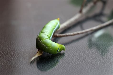 서양 협 죽도 Hawkmoth 애벌레 어둠 반사 층에 나무의 분 지에 0명에 대한 스톡 사진 및 기타 이미지 Istock