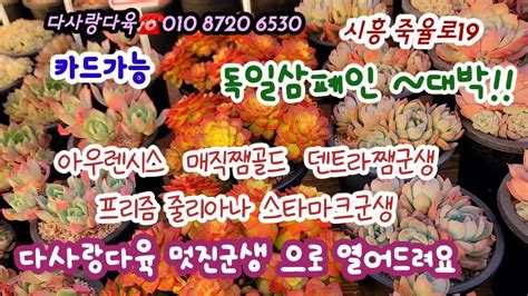 멋진군생들 중대사이즈 새품종으로 소개 독일삼페인 대품 착해요 아우렌시스 스타마크군생 줄리아나 프리즘등유료광고포함 Youtube