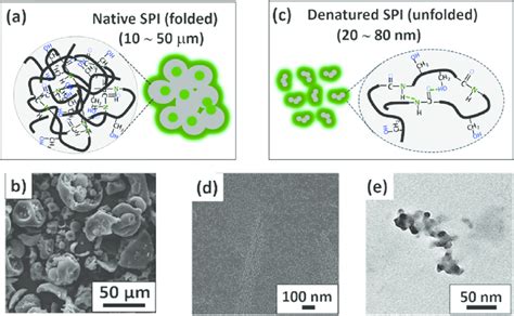 Denaturation Of Soy Protein A Schematic Illustration Of Pristine Spi