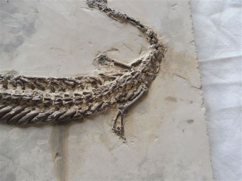Marine Reptile Skeleton Mésosaure Catawiki