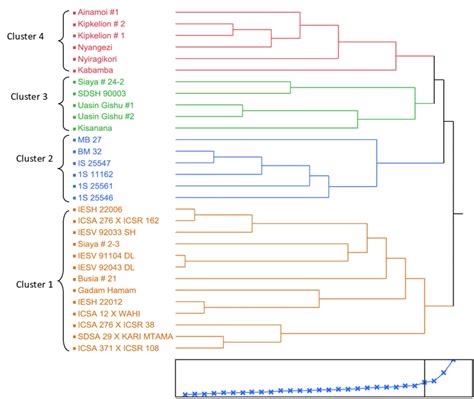 Dendrogram Of 30 Sorghum Varieties Shown By Ward Cluster Analysis Based
