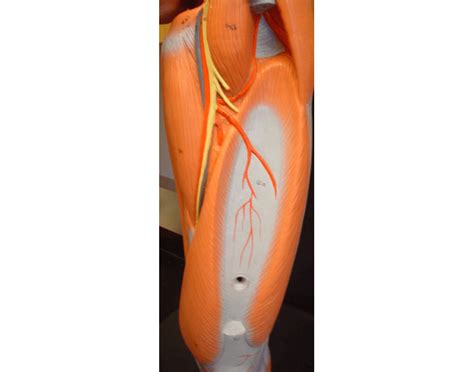 Muscles Of The Lower Appendage 8 Quiz