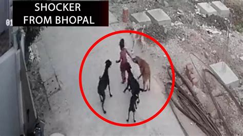 On Cam 4 Year Old Girl Bitten Dragged By Dogs In Bhopal Hospitalised