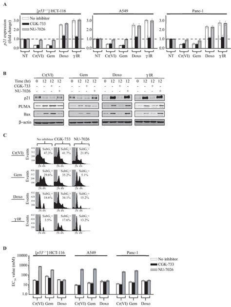Dna Pkcs Binding To P53 On The P21waf1cip1 Promoter Blocks