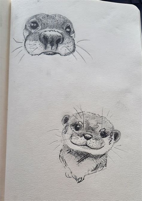Otter Drawing Two Drawings Of Otters With Different Facial Expressions