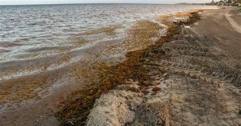Esto Es Lo Que Debes Saber Del Sargazo Nuevo Playa Del Sol
