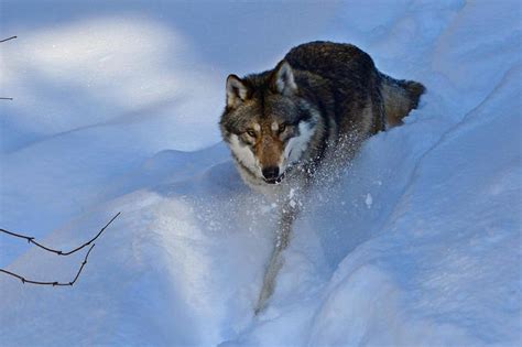 Wild Wolves In Colour Wildlife Photo Contest Photocrowd Photo
