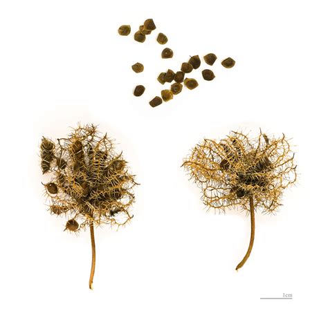 Mimosa Pudica Seeds Planting Guide