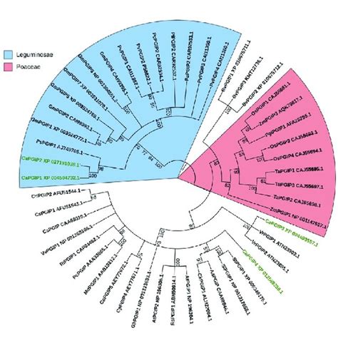 Phylogenetic Tree Illustrating The Relationship Between Several Pgips