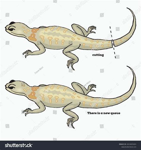 Frog Egg Reproduction Types Regeneration Of Royalty Free Stock