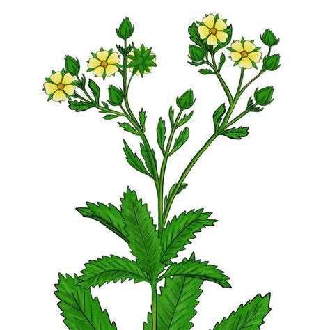 30 Types Of Weeds And How To Id Them Artofit