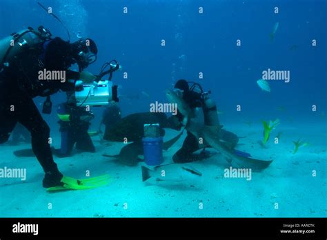 Divers Nurse Sharks Ginglymostoma Cirratum And A Goliath Grouper