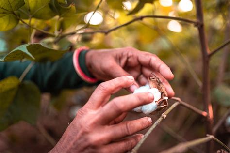 Decent Work How Better Cotton Partners In India Employed Our New