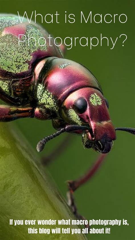 Macro Photography Explained At Roger Hughes Blog