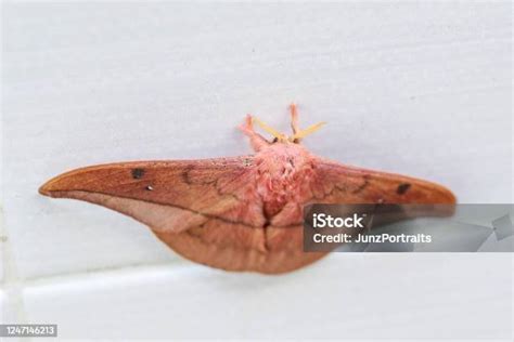 황제 껌 나방 은 흰색 벽에 날개를 확산 호주 나방 애벌레입니다 갈색에 대한 스톡 사진 및 기타 이미지 Istock