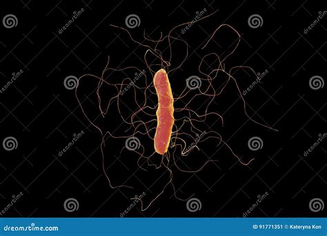 Clostridium Difficile Bacterium Stock Illustration Illustration Of Infection Nosocomial 91771351