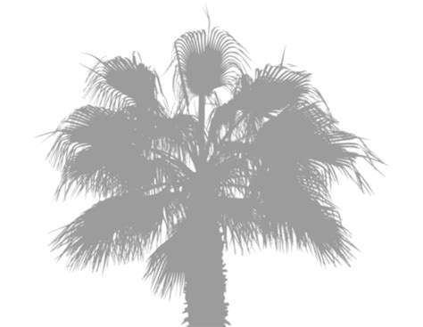 Tropical Palm Tree Shadow 37979175 Png