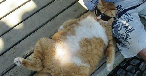 Like A Boss Imgur