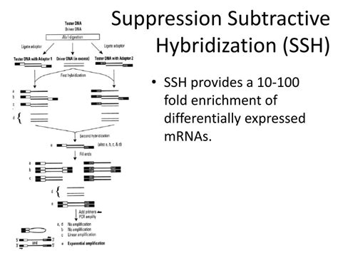 Ppt Microbial Functional Genomics Powerpoint Presentation Free