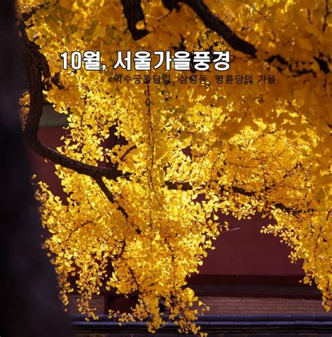 서울 단풍명소 덕수궁돌담길 정동길 삼청동 명륜당 네이버 블로그