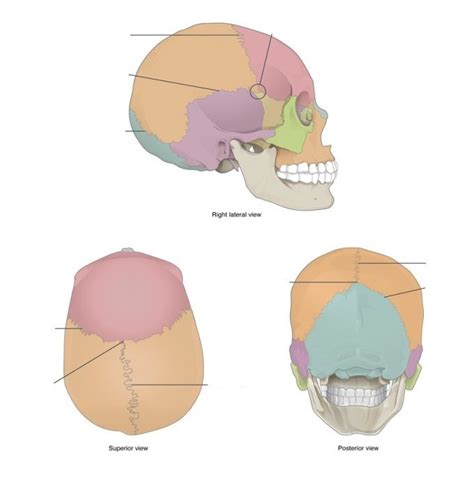 Skull Sutures Anatomy Diagram Quizlet