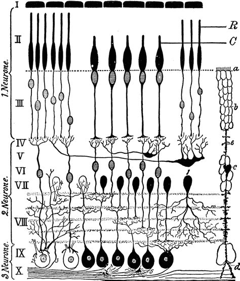 Retinal Structure Clipart Etc