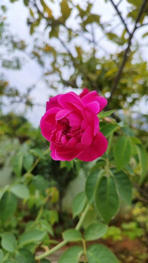 Lady Without Blur No Cloths Photos Download The Best Free Lady Without Blur No Cloths Stock