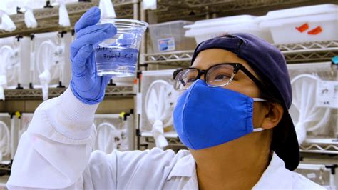 Video Embryo Microinjection Techniques For Efficient Site Specific