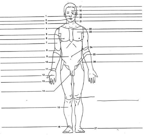 Body Region Labeling Front Diagram Quizlet