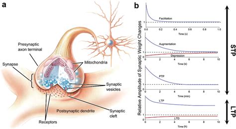 Axon Terminal Diagram With Charges