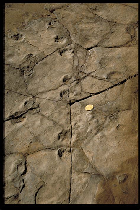 Bioturbation Structures
