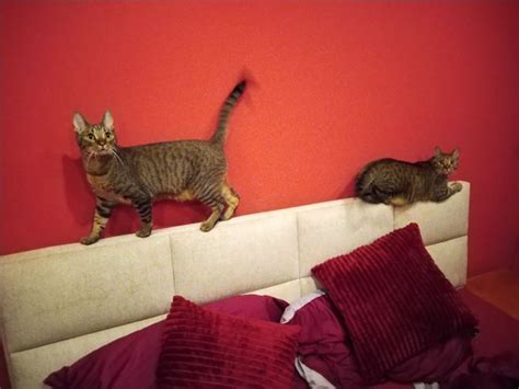 Коты отжали мою спальню