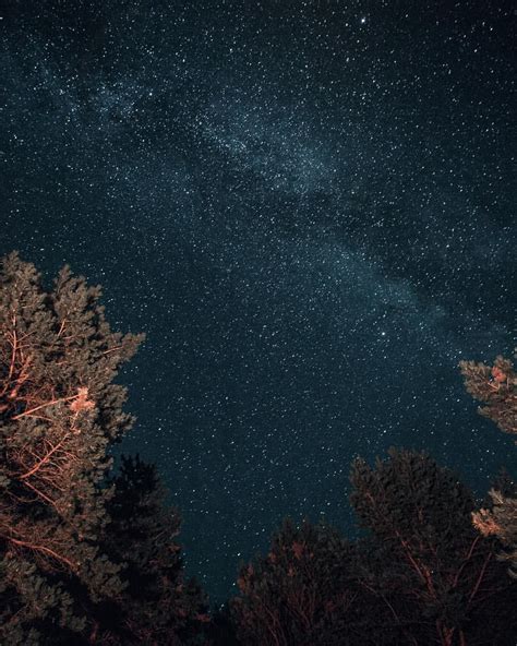 Величественное звездное небо в лесу